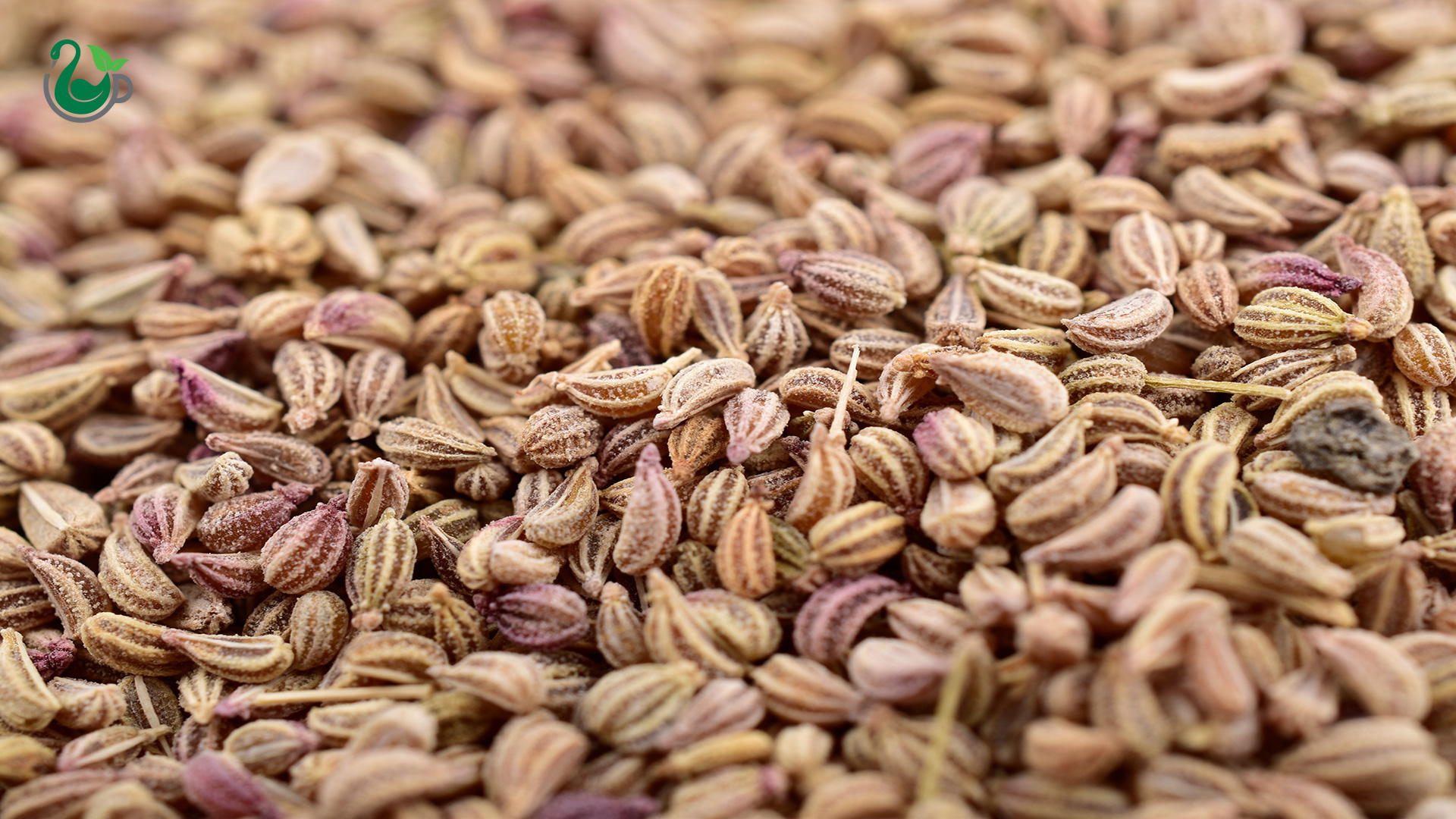 زنیان با نام علمی(Trachyspermum copticum) - رکس هلث|تولیدکننده داروهای ...